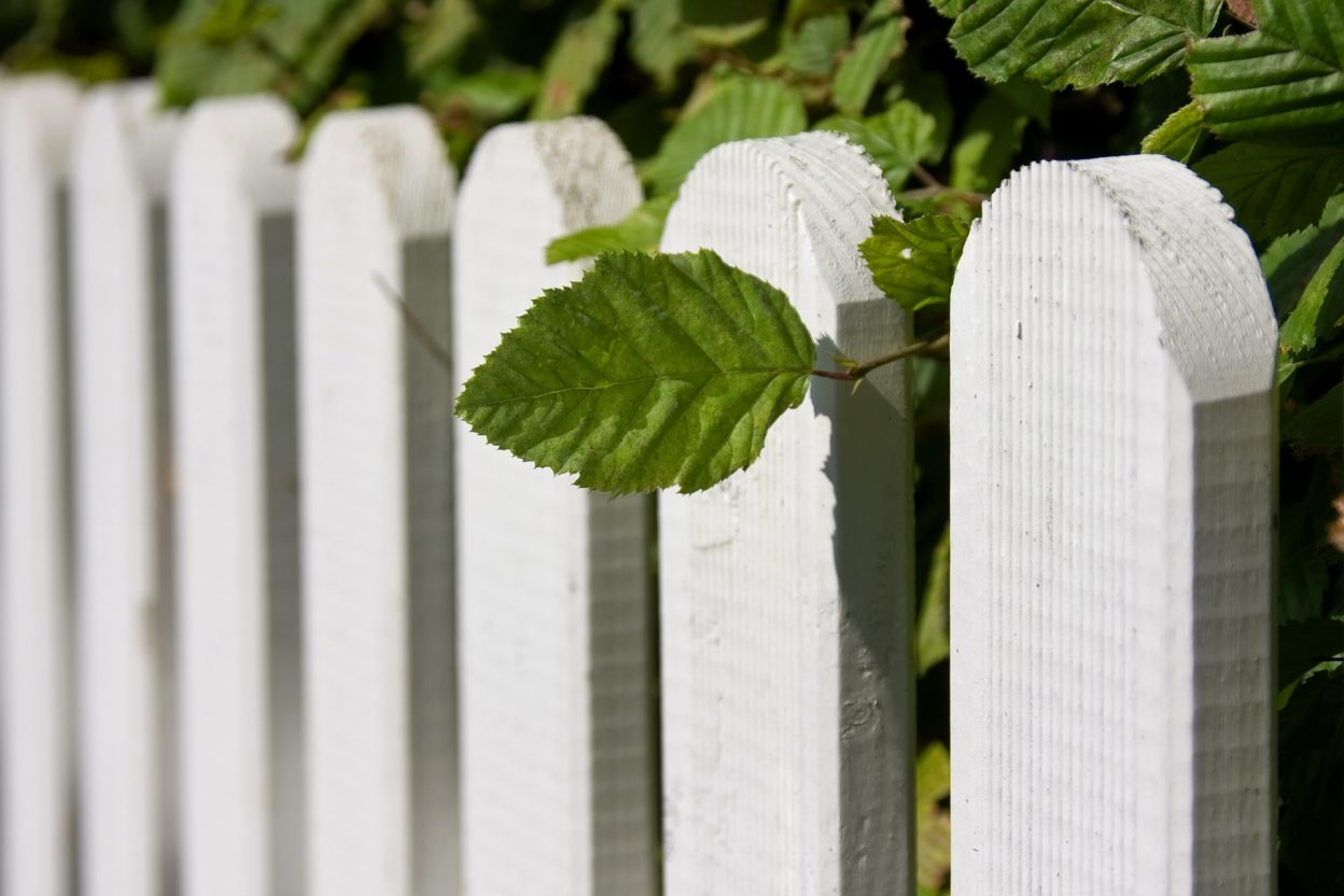 What should you do if your neighbor’s tree overhangs or falls on your ...